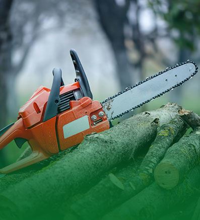Arborist in Elizabeth, New Jersey | Girón Tree Services LLC