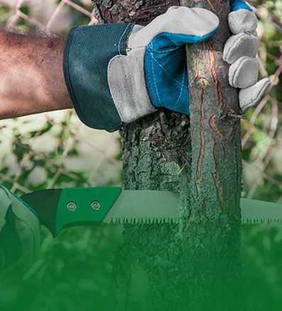Arborist in Elizabeth, New Jersey | Girón Tree Services LLC
