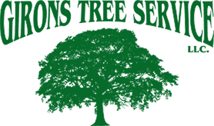 Arborist in Elizabeth, New Jersey | Girón Tree Services LLC